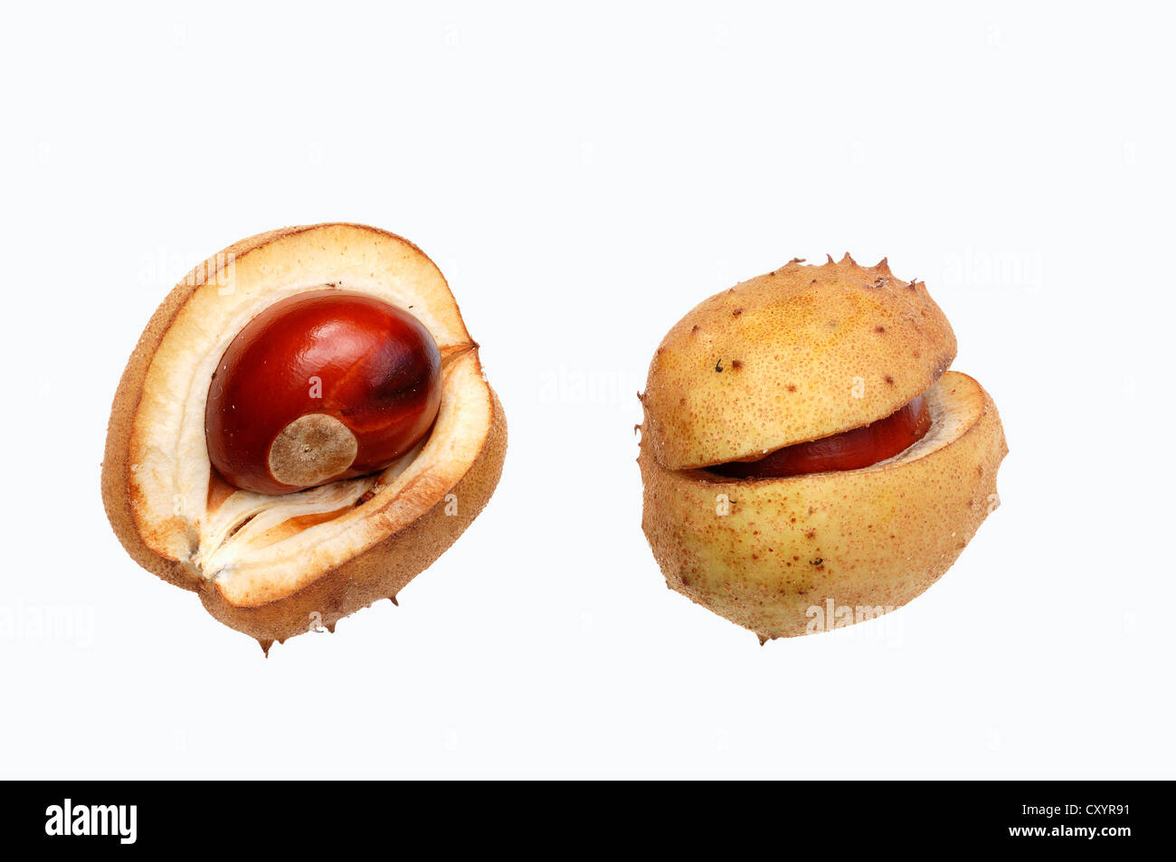 Aesculus x hi-res stock photography and images - Alamy