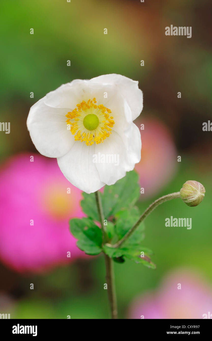 Japanese anemone (Anemone japonica hybrid), "Honorine Jobert", blossom ...