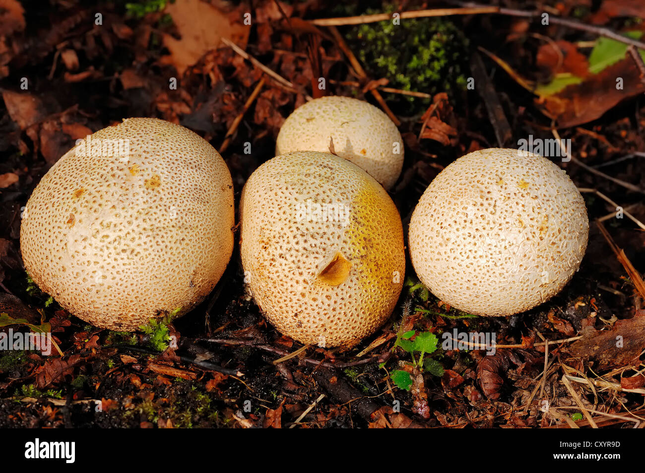 Common Earthball Fungus Stock Photos & Common Earthball Fungus Stock ...