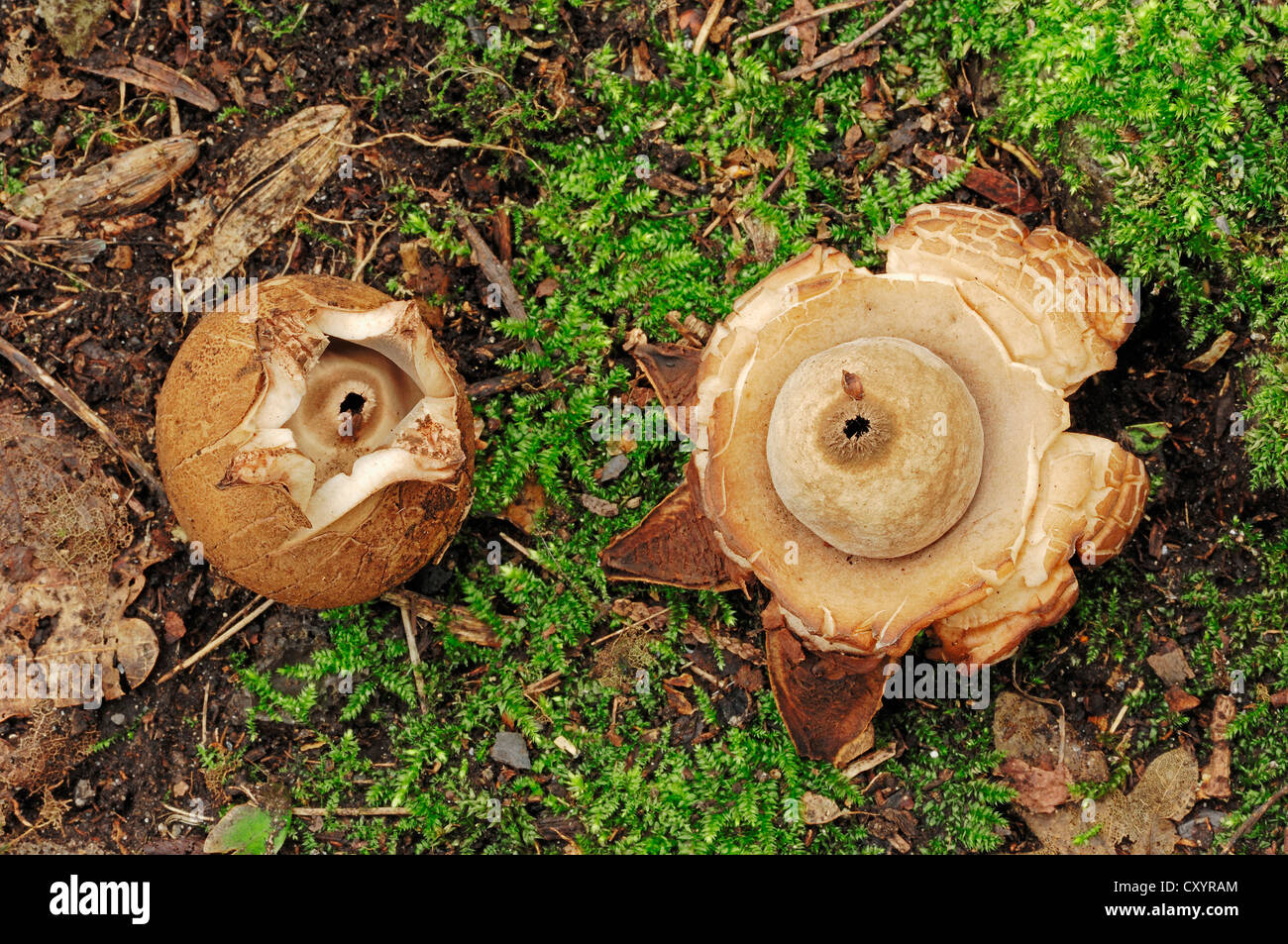Collared Earthstar, Saucered Earthstar or the Triple Earthstar ...