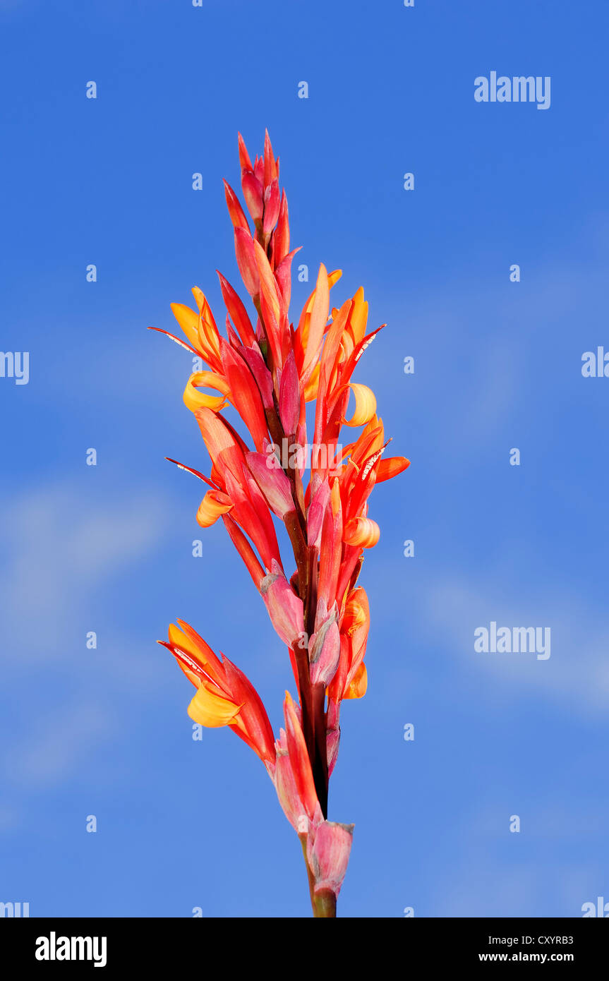 Canna, Saka Siri, Indian Shot, Bandera, Chancle, Coyol or Platanillo ...