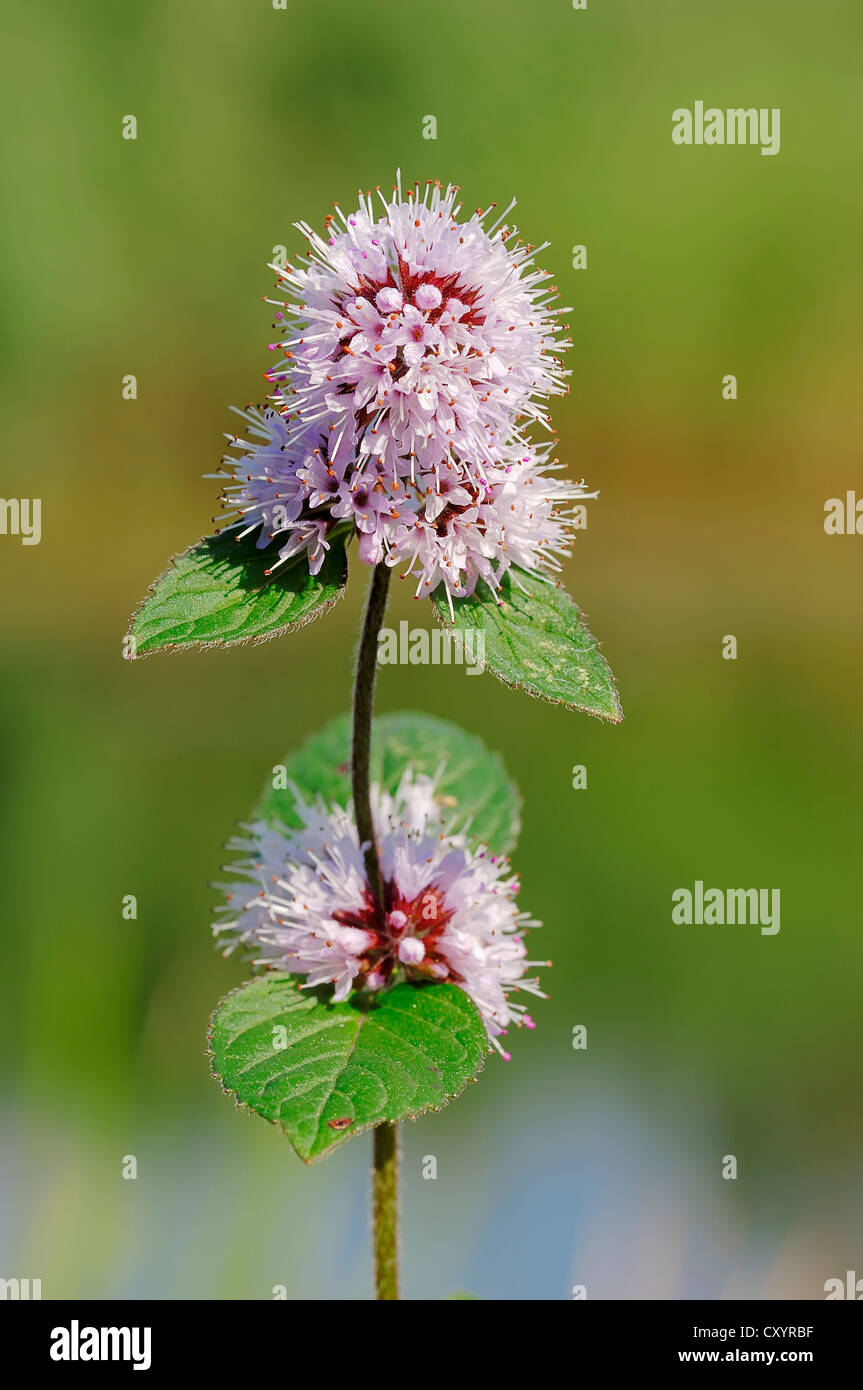 Mentha aquatica hi-res stock photography and images - Alamy