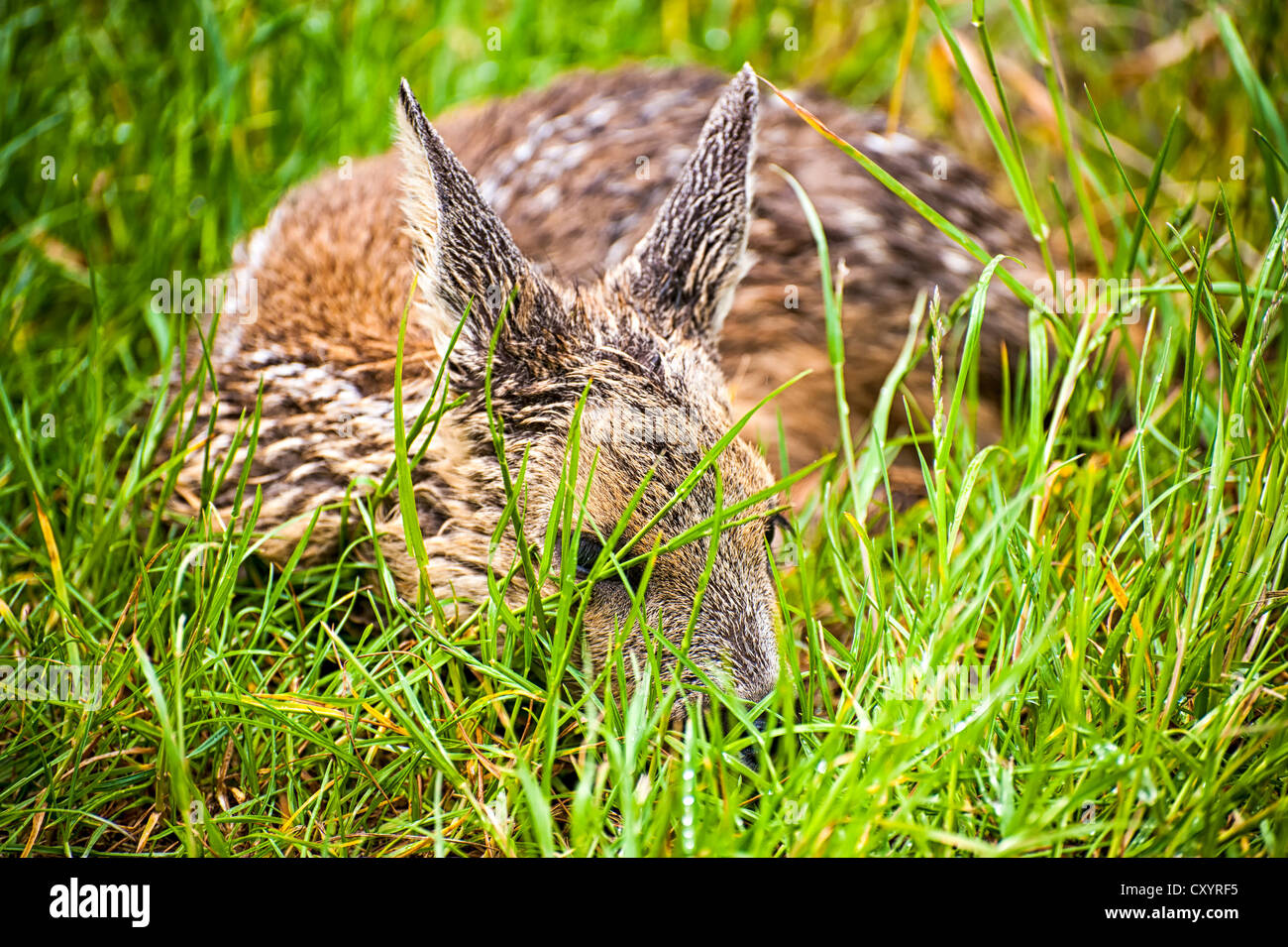 Fawn hiding grass hi-res stock photography and images - Alamy