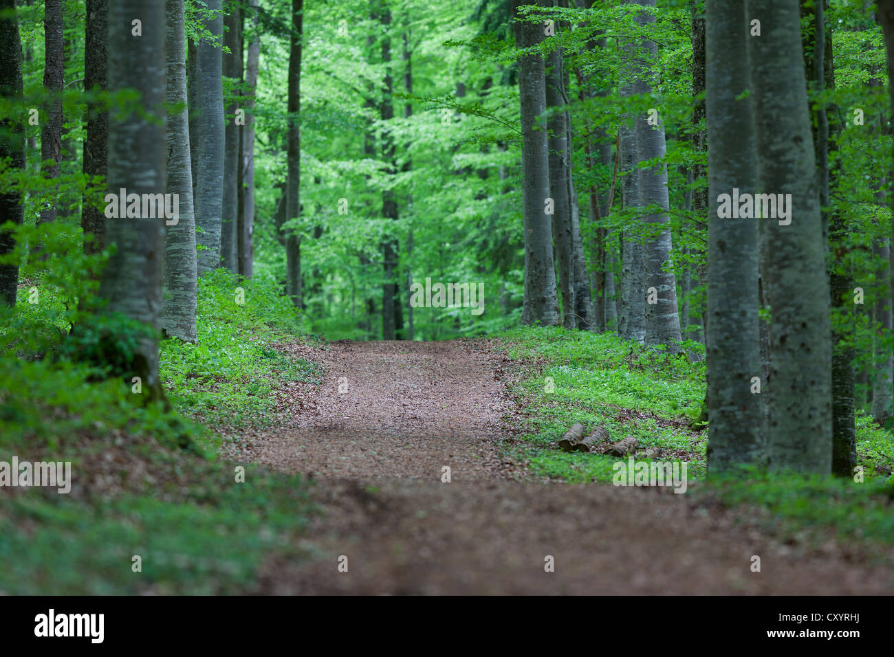 Forest path in the Danube Valley near Beuron leading to Burg ...