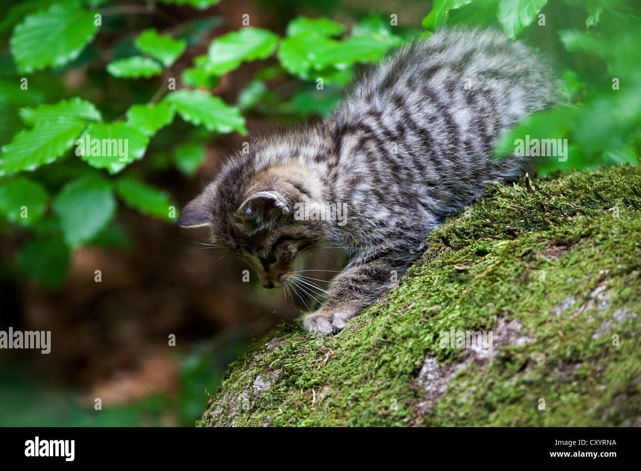 Young wildcat (Felis silvestris), Neuschoenau outdoor animal enclosure ...