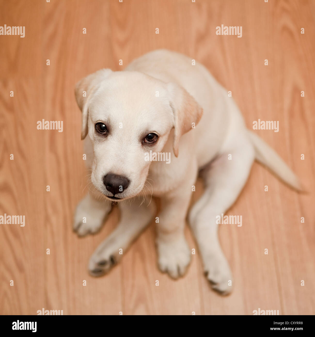 Top view of a Labrador retriever puppy sitting on the floor Stock Photo ...