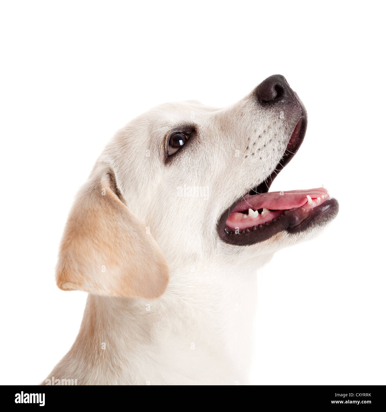 Beautiful portrait of a Labrador retriever puppy with tongue out ...