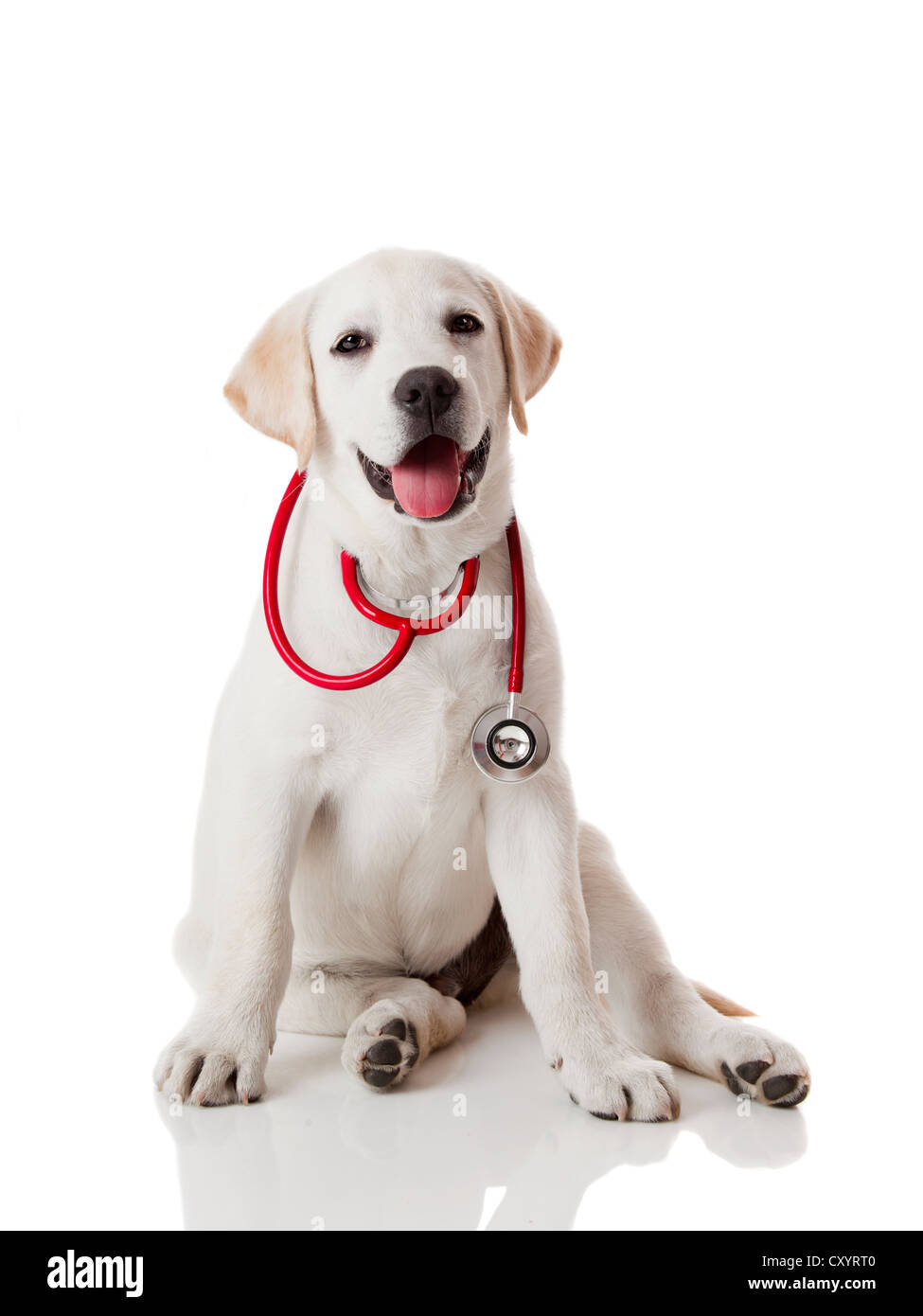 Beautiful Labrador retriever with a stethoscope on his neck, isolated ...