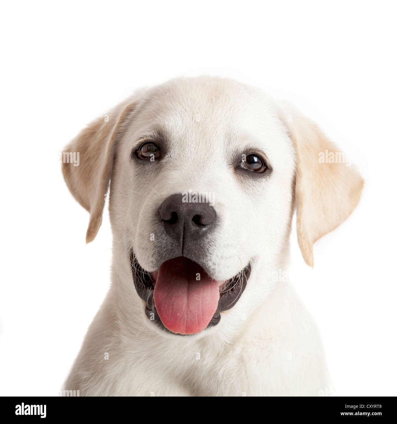 Beautiful portrait of a Labrador retriever puppy with tongue out ...