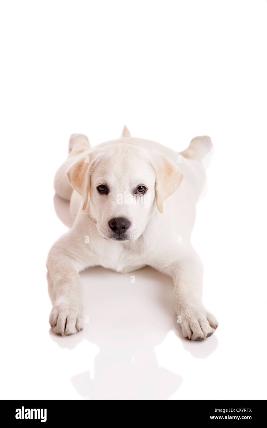 Beautiful Labrador retriever cream puppy isolated on white background ...
