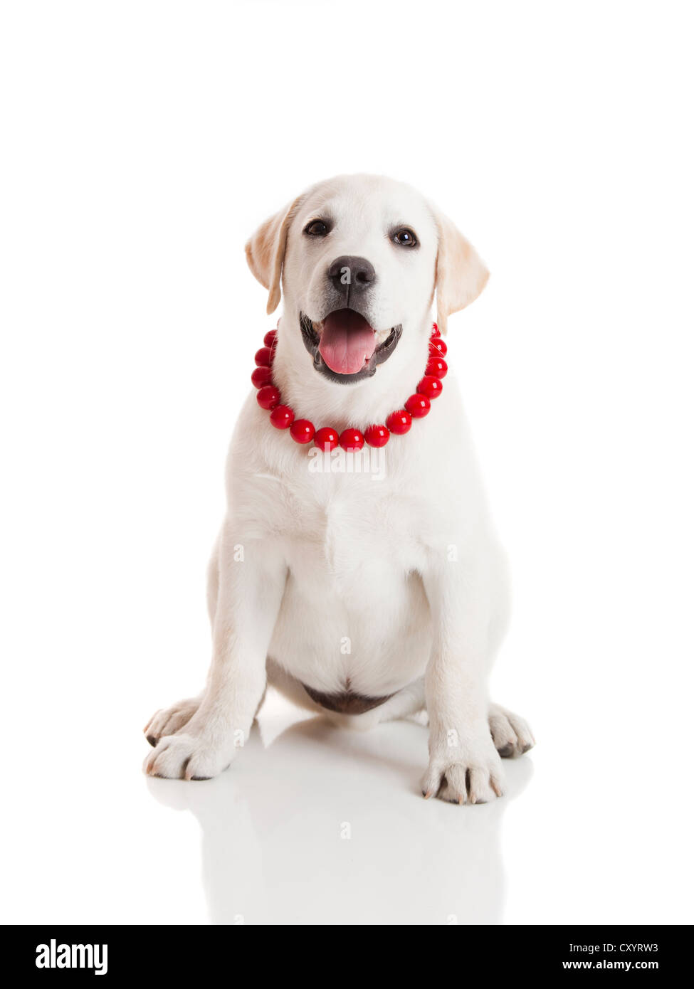 Labrador retriever puppy wearing a red collar, isolated on white Stock ...