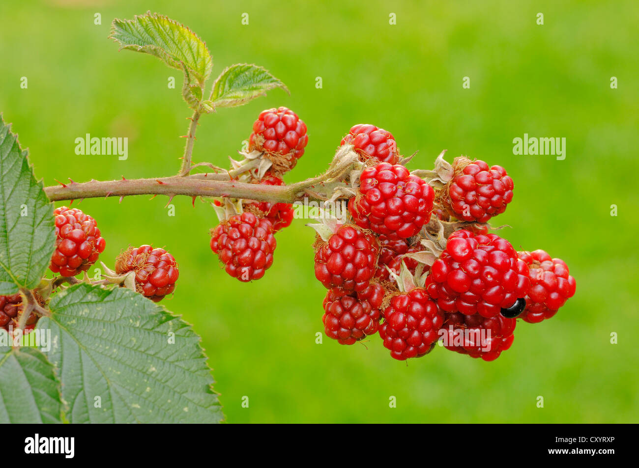 Blackberry (Rubus fruticosus), branch with fruits, North Rhine ...