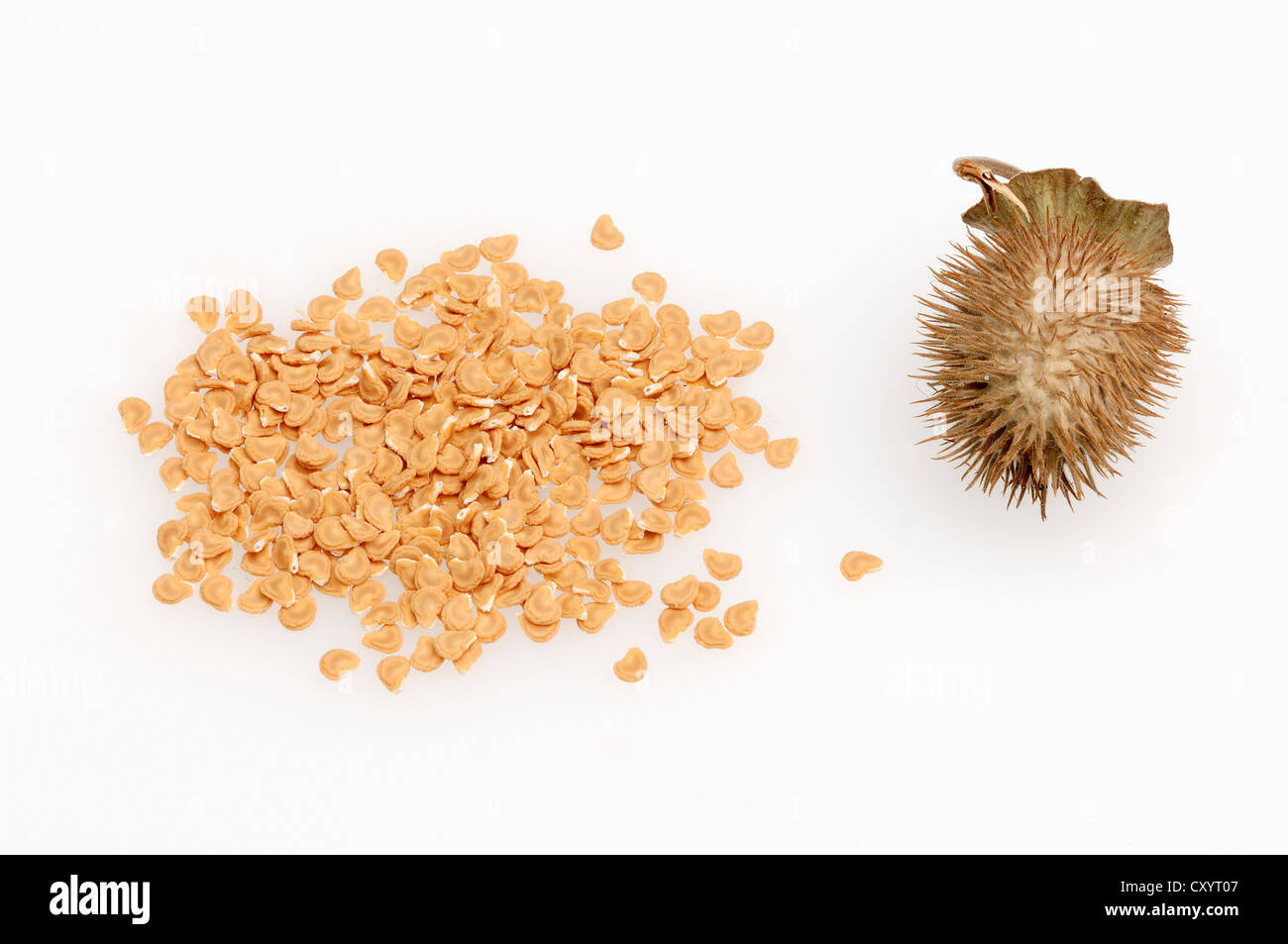 Jimson weed, devil's trumpet, devil's weed (Datura stramonium), seed ...