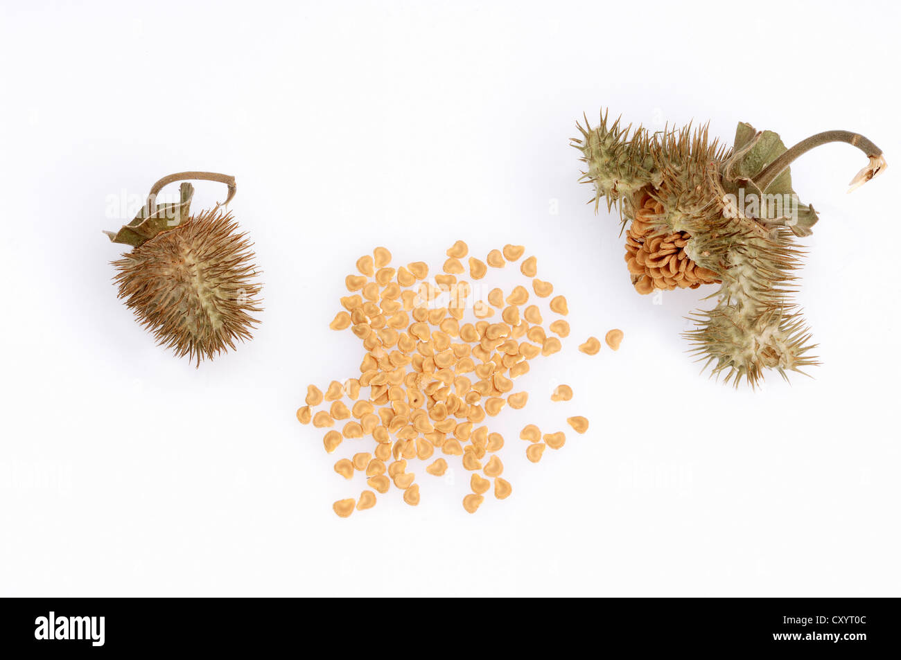 Jimson weed, devil's trumpet, devil's weed (Datura stramonium), seed ...