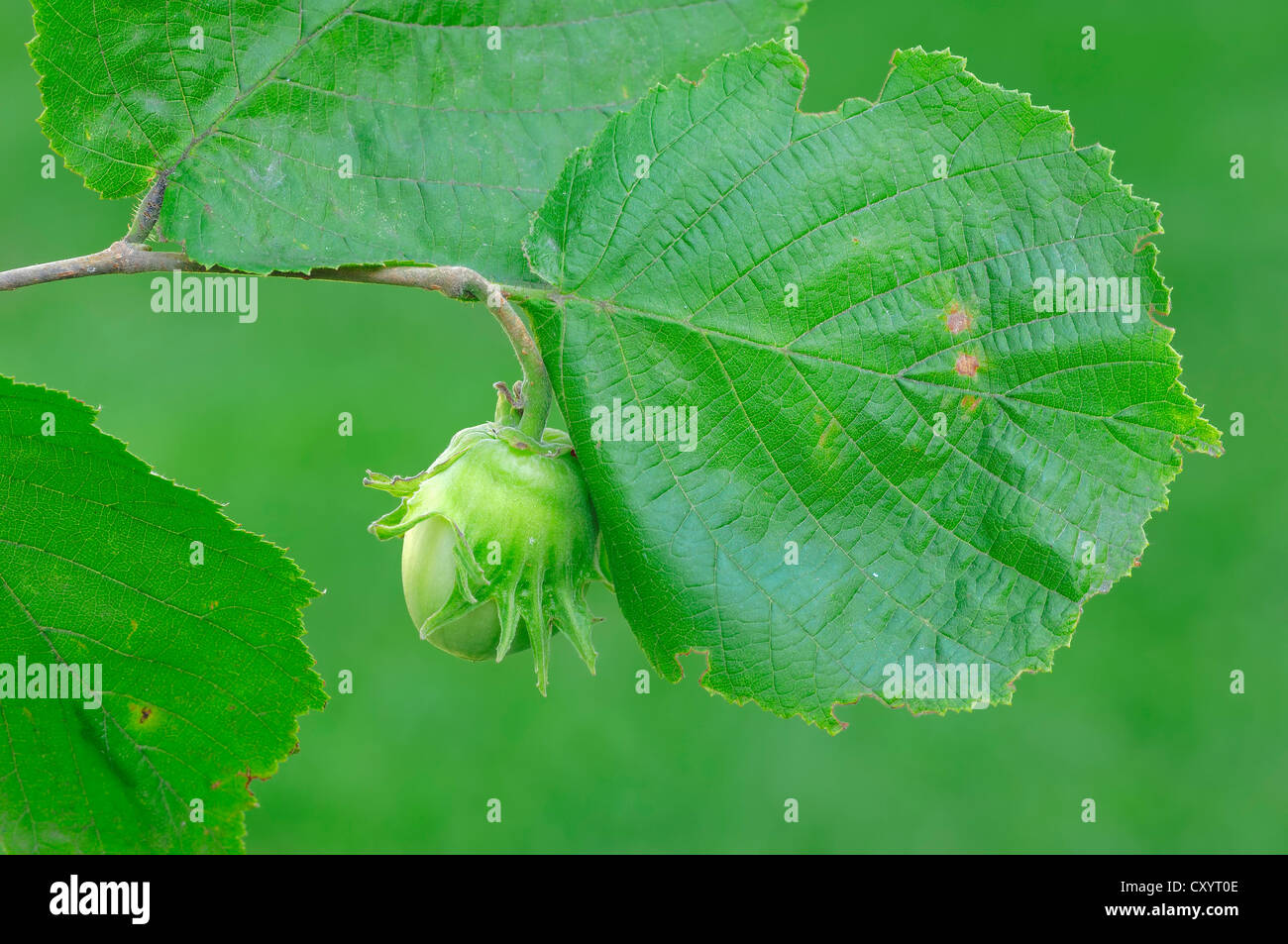 Common hazel (Corylus avellana), a hazelnut and a leaf, North Rhine ...