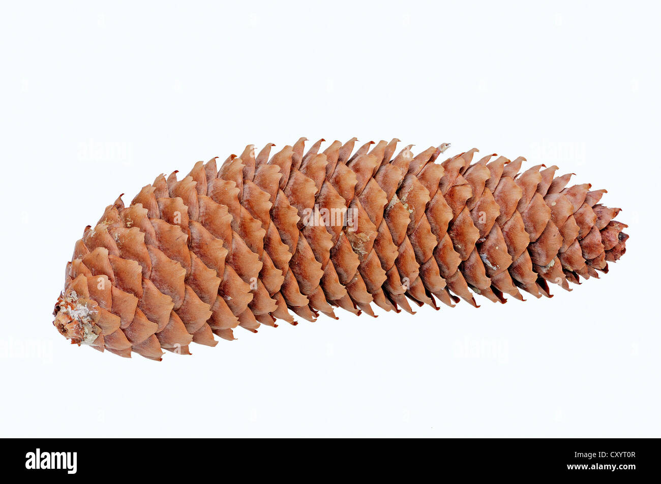 Picea abies cut outs hi-res stock photography and images - Alamy