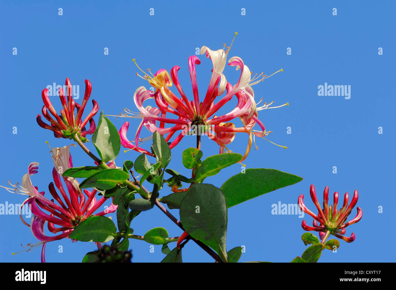 Lonicera Caprifolium