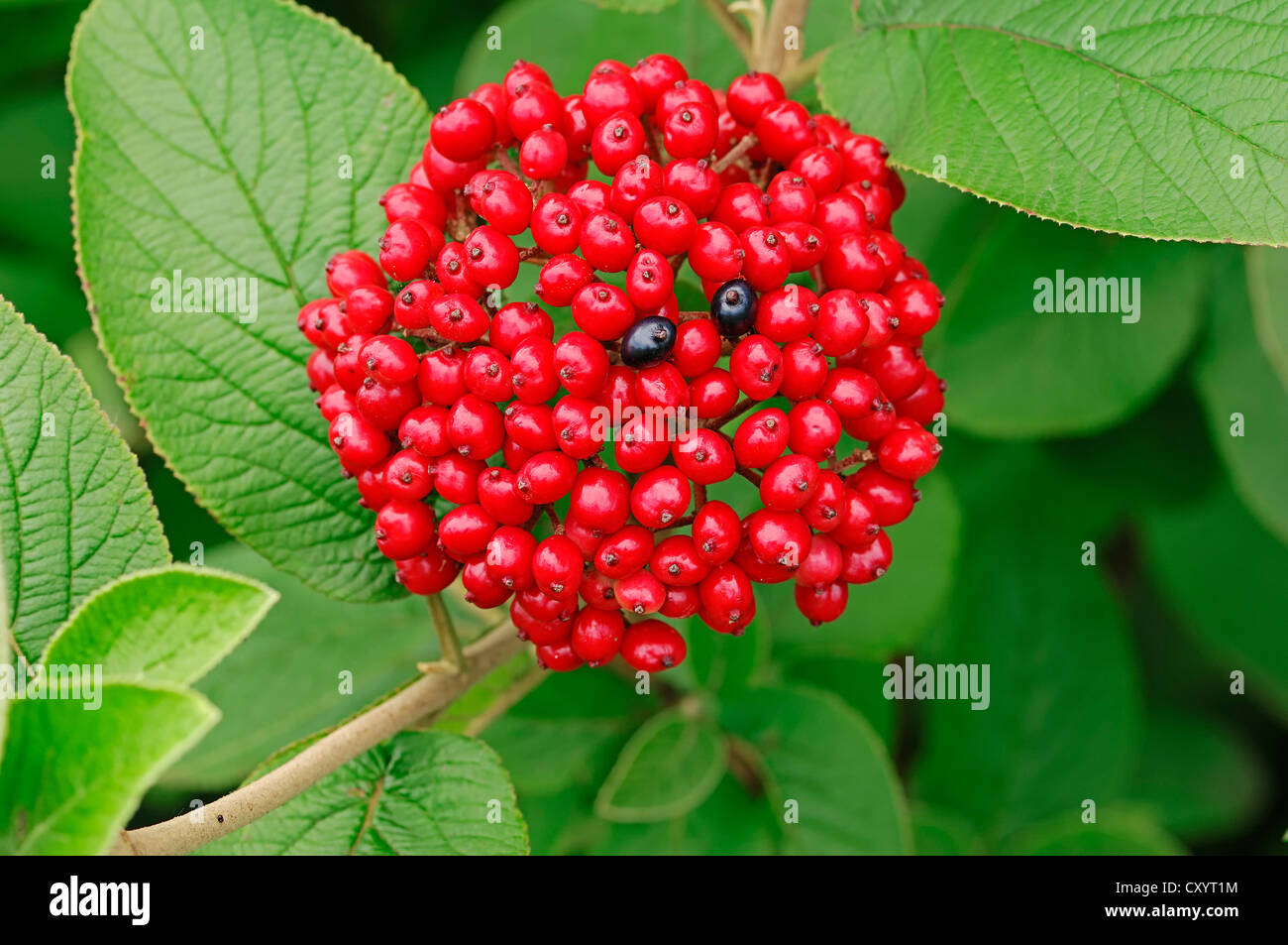 Wayfaring tree (Viburnum lantana), berries, North Rhine-Westphalia ...