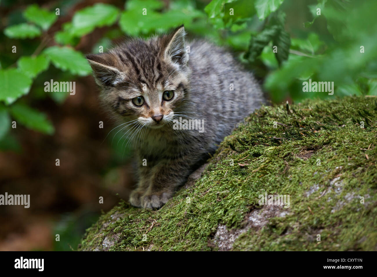 Young wildcat (Felis silvestris), Neuschoenau outdoor animal enclosure ...