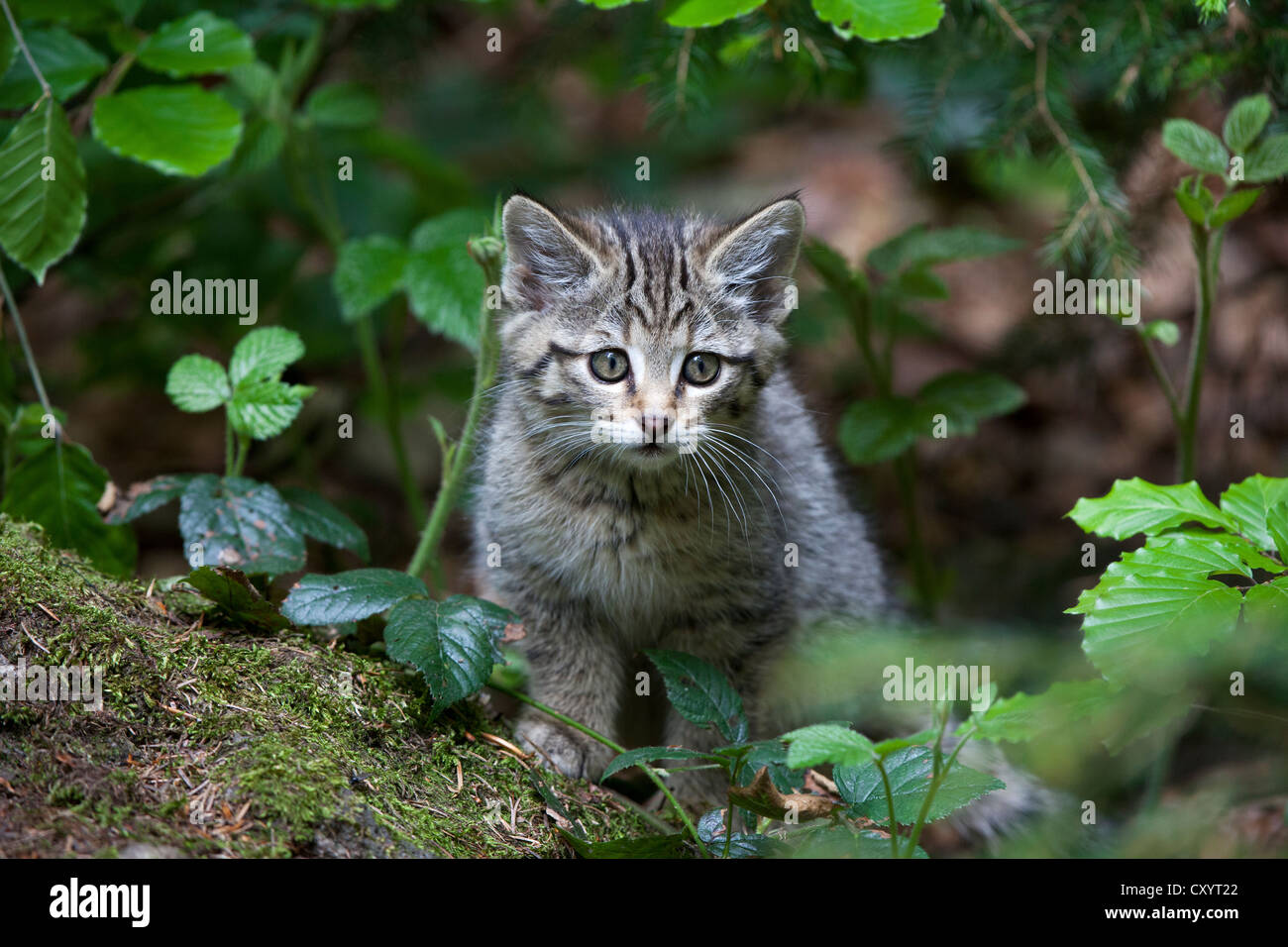 Young wildcat (Felis silvestris), Neuschoenau outdoor animal enclosure ...