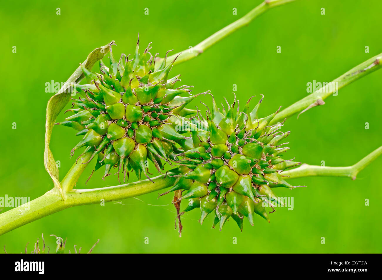 Sparganium hi-res stock photography and images - Alamy