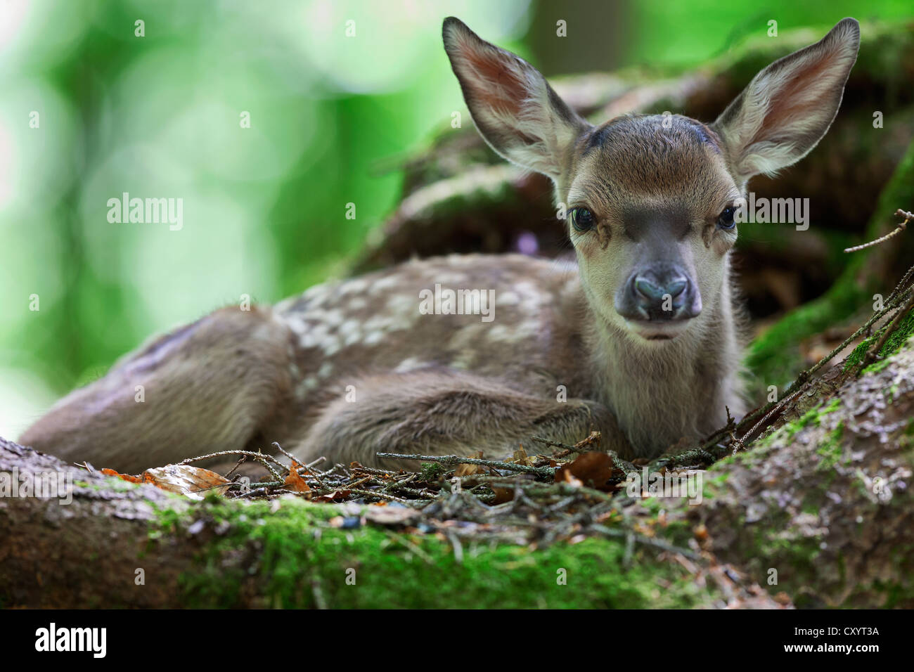 Fallow deer (Dama dama), fawn, Neuschoenau outdoor animal enclosure ...