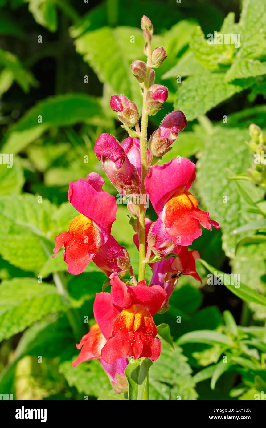 Common snapdragon (Antirrhinum majus), flowering, garden plant, North ...