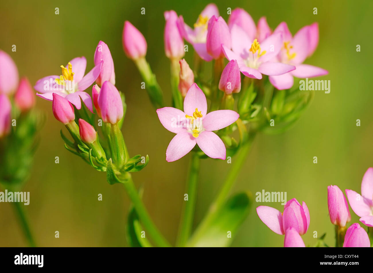 Common centaury (Centaurium erythraea, Centaurium minus, Centaurium ...