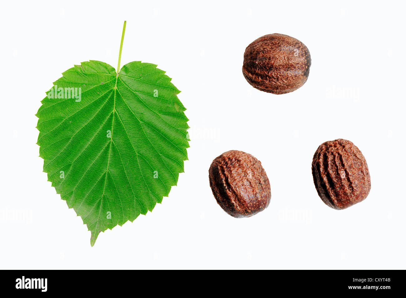 Photo of tree leaf Cut Out Stock Images & Pictures - Alamy