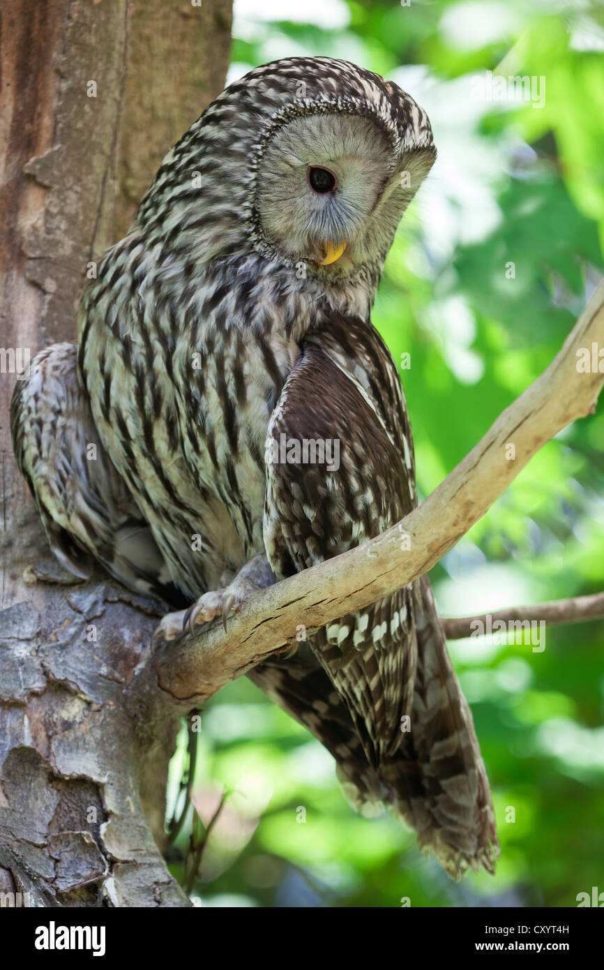Ural Owl (Strix uralensis), Neuschoenau outdoor animal enclosure ...