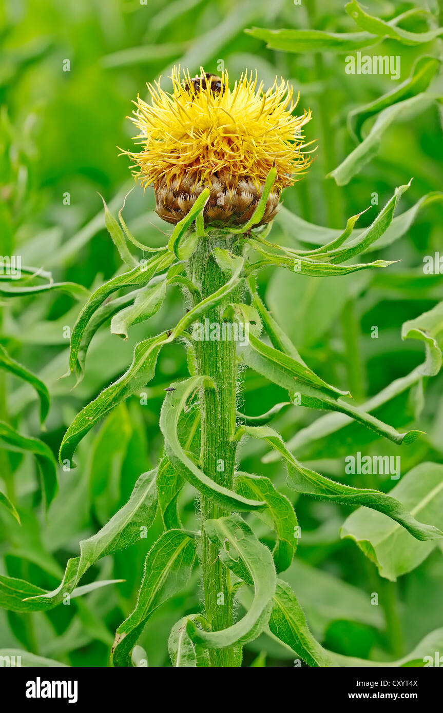 Giant knapweed centaurea hi-res stock photography and images - Alamy