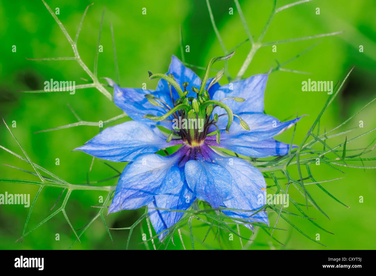 Nigella hi-res stock photography and images - Alamy