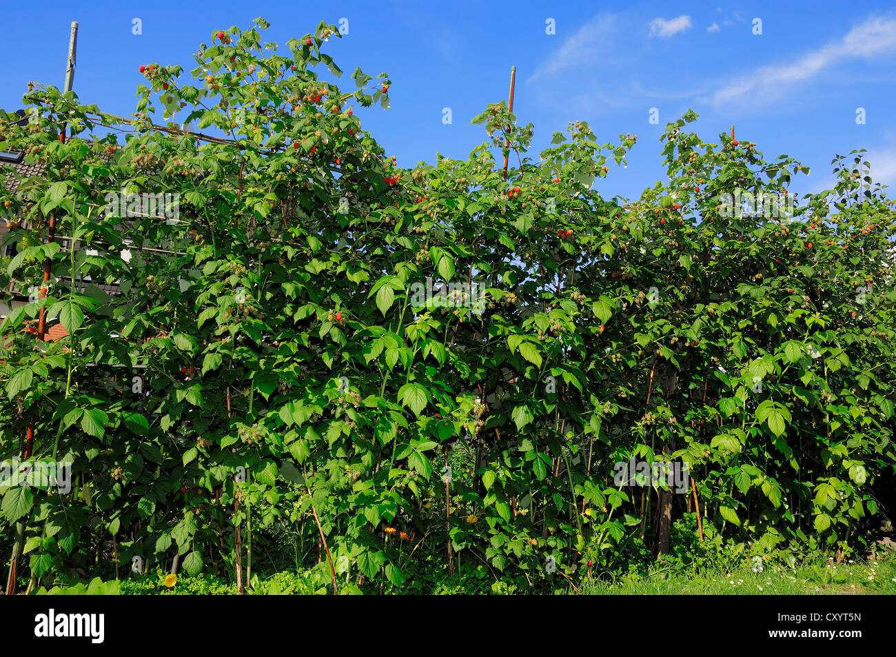 Rubus idaeus hi-res stock photography and images - Alamy