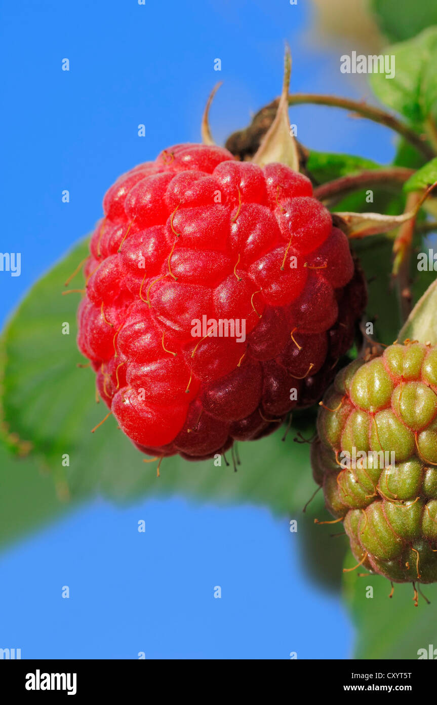 Rubus idaeus hi-res stock photography and images - Alamy