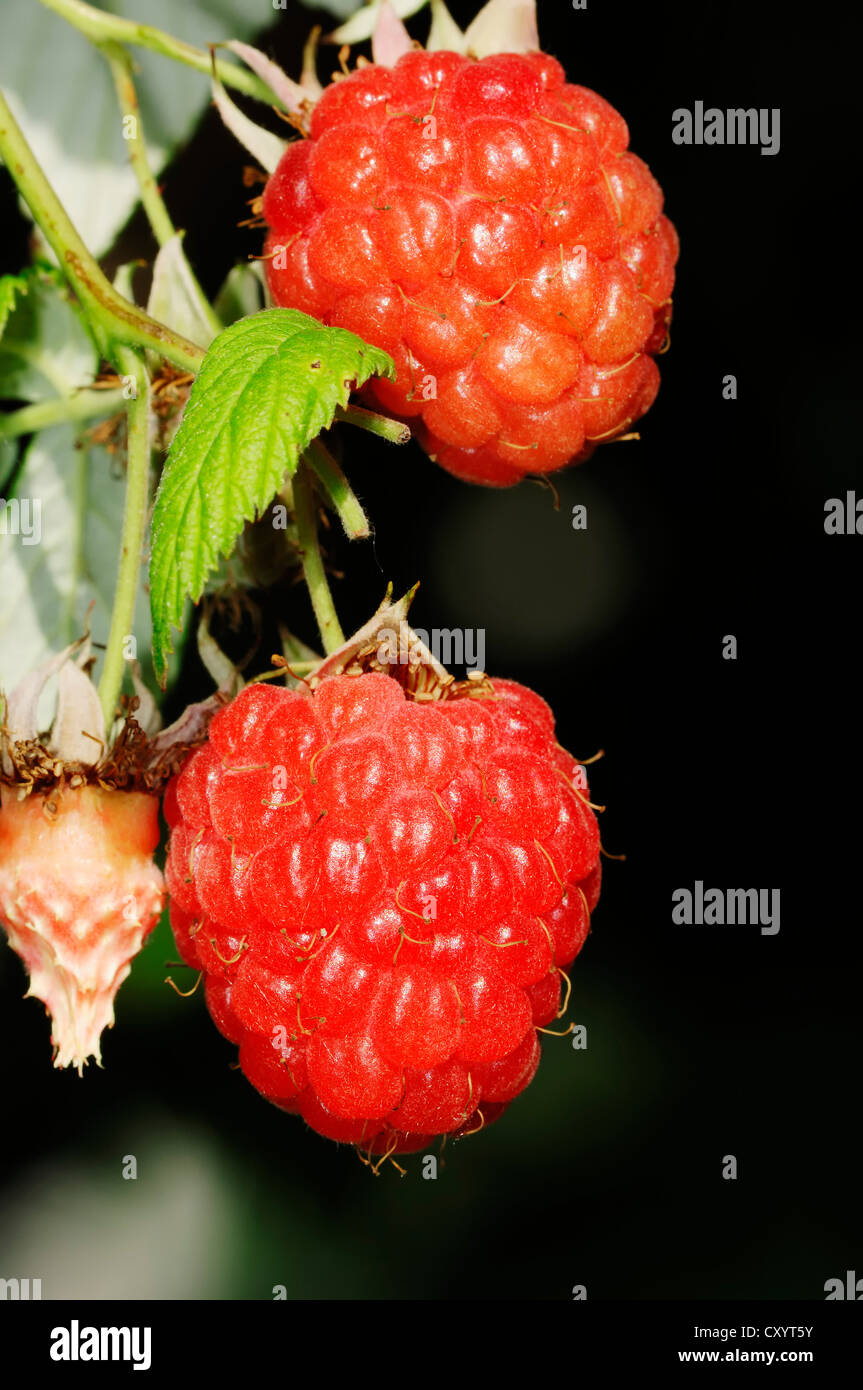Red raspberry (Rubus idaeus), fruits, North Rhine-Westphalia Stock ...