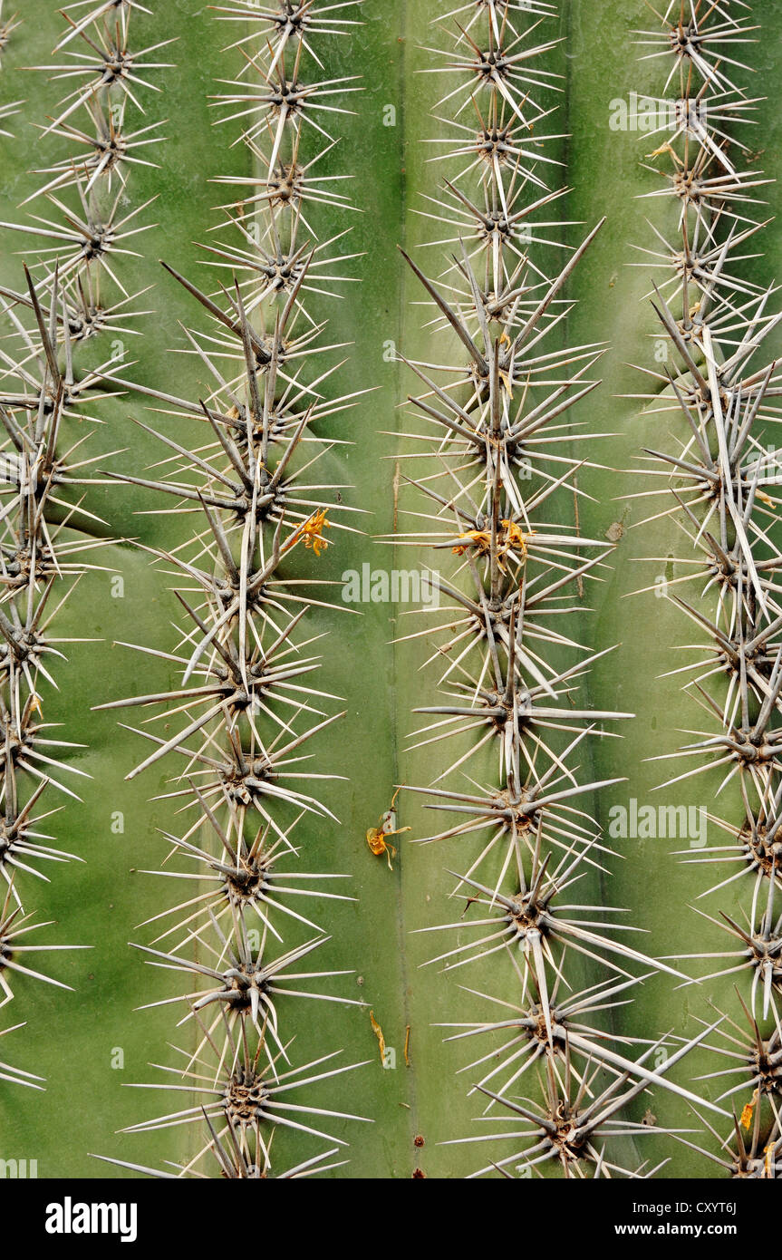 Saguaro (Cereus giganteus, Carnegiea gigantea), prickles, Saguaro National Park, Arizona, USA ...