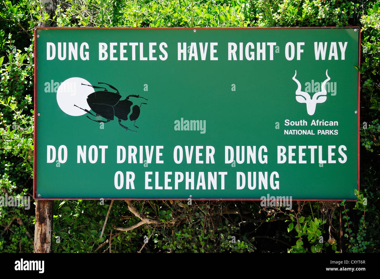 Beetle south africa hi-res stock photography and images - Alamy