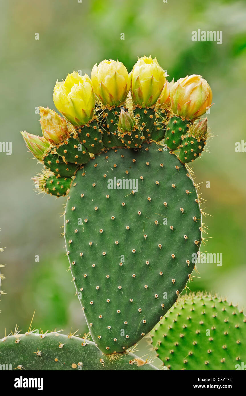 Indian fig opuntia, barbary fig (Opuntia ficus-indica), flowering ...