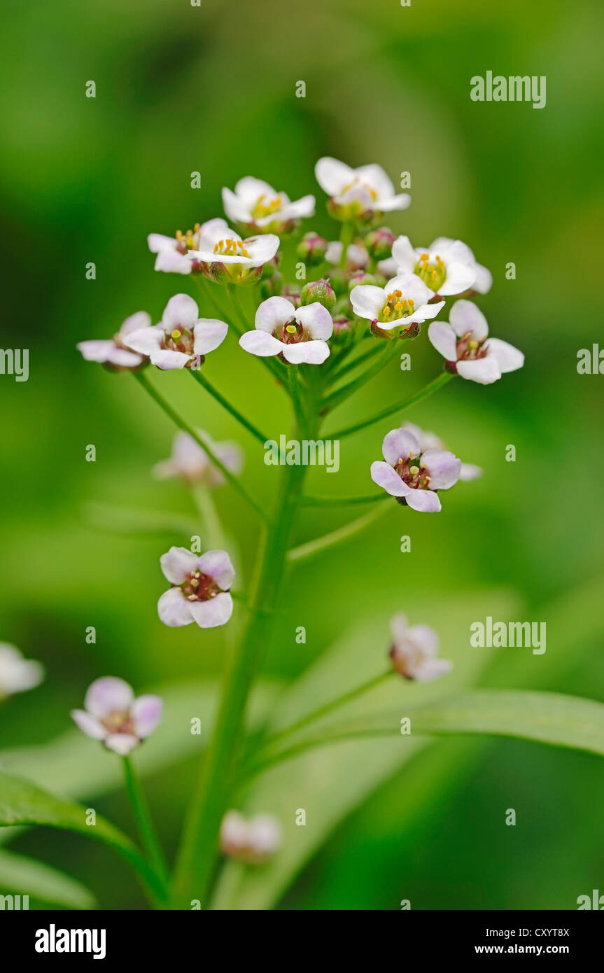 Sweet alison flower hi-res stock photography and images - Alamy