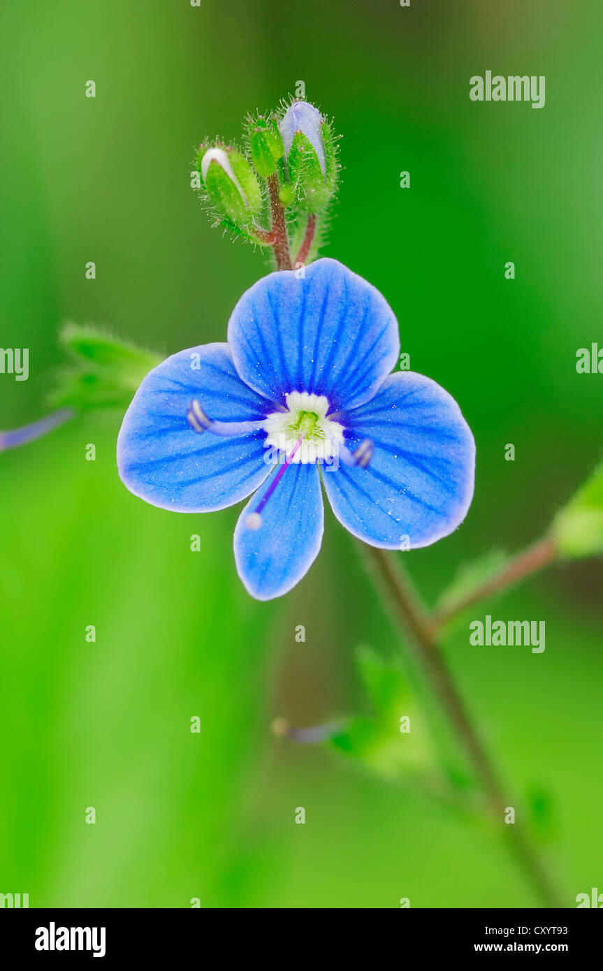Germander speedwells veronica chamaedrys hi-res stock photography and ...