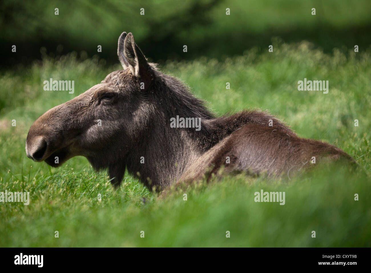 Moose or Eurasian Elk (Alces alces), cow, Neuschoenau outdoor animal ...