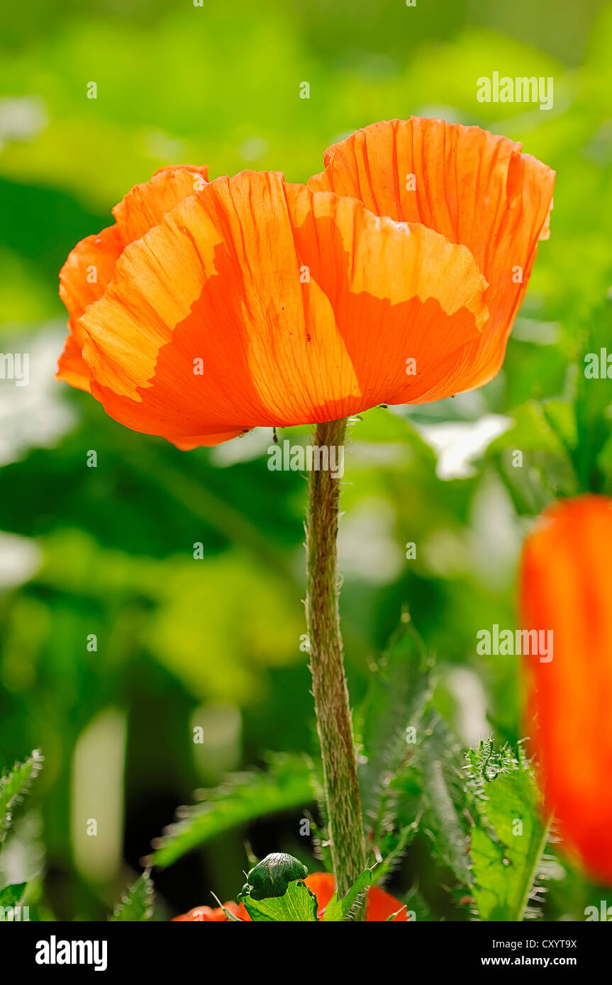 Iran plant hi-res stock photography and images - Alamy