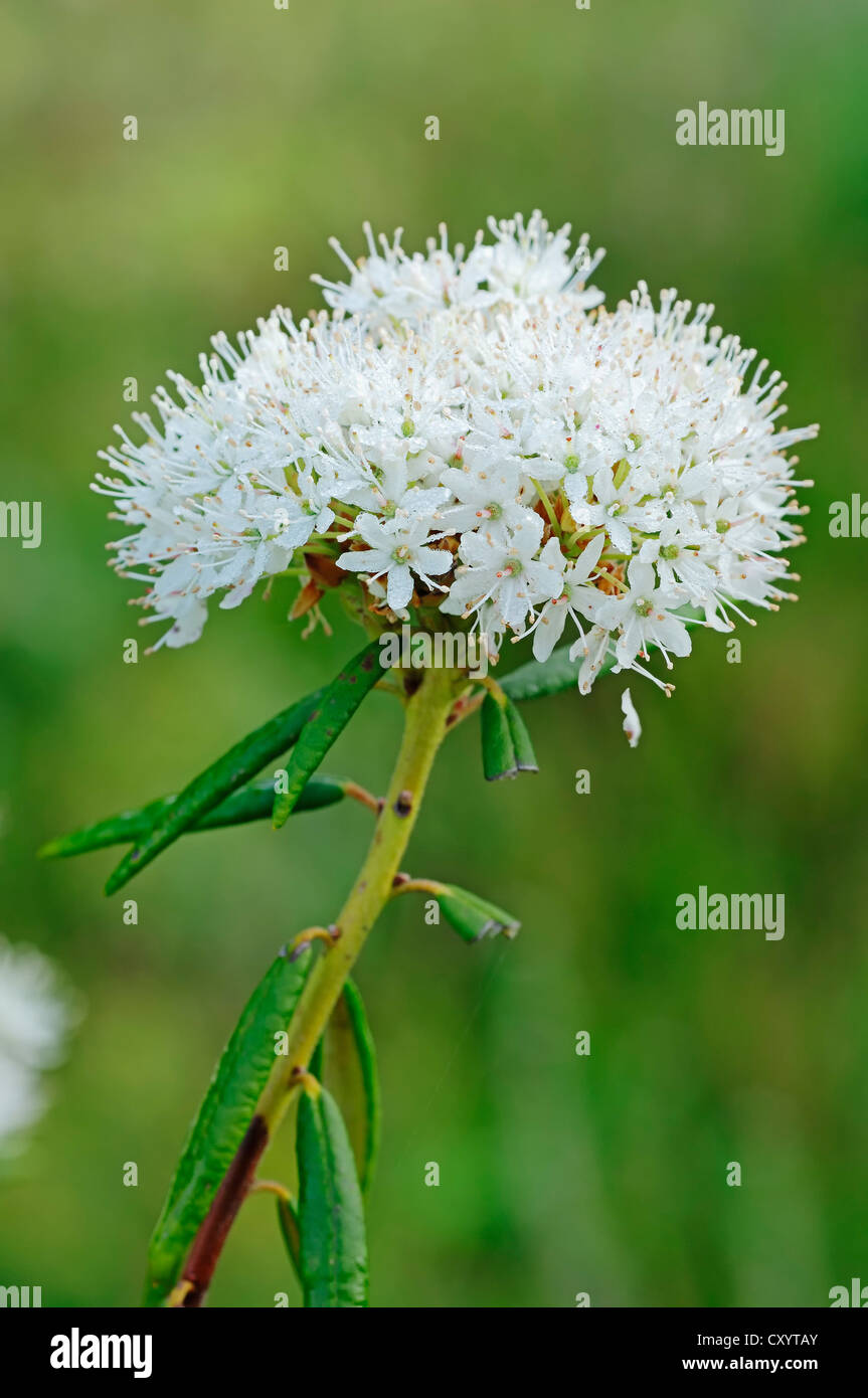 Marsh labrador tea (Rhododendron tomentosum, Ledum palustre ...