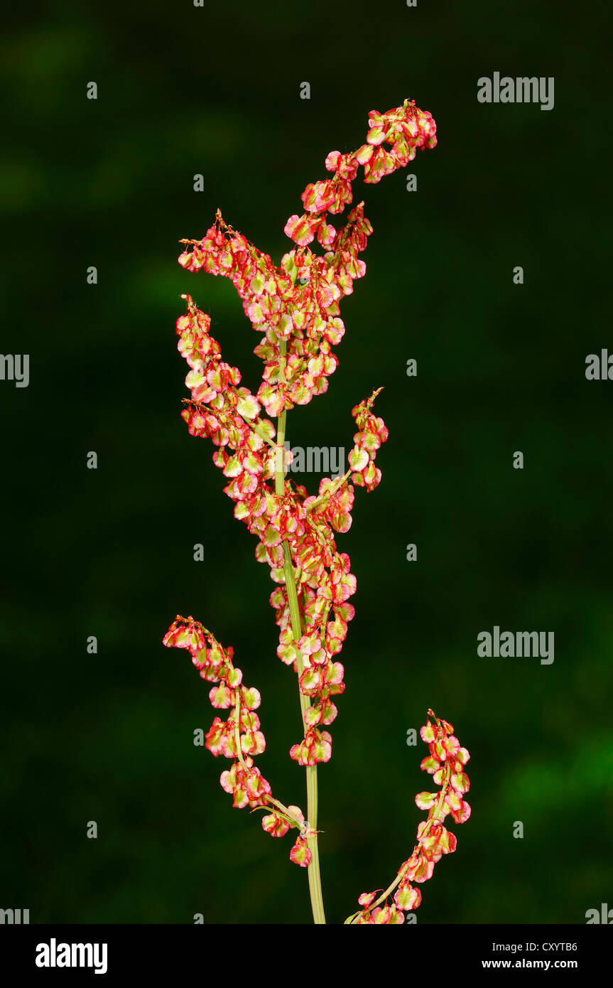Common sorrel (Rumex acetosa), North Rhine-Westphalia Stock Photo - Alamy