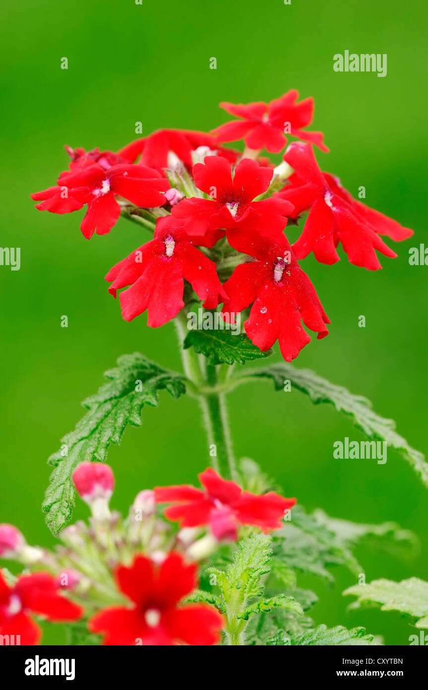 Mock vervains hi-res stock photography and images - Alamy