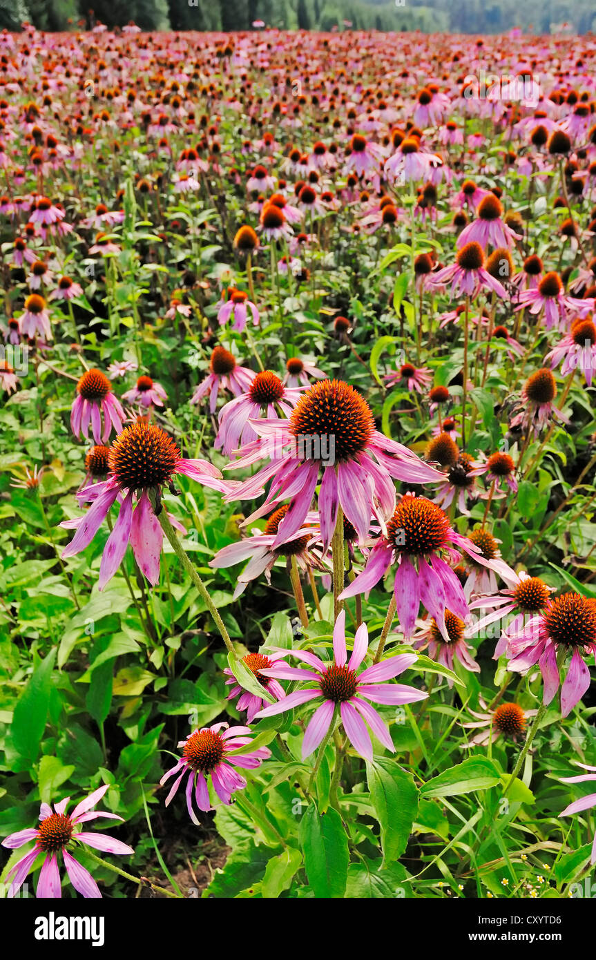 Eastern purple coneflower, purple coneflower (Echinacea purpurea ...