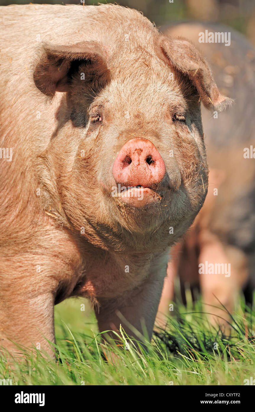 Domestic pig (Sus scrofa domestica), free-range, Schleswig-Holstein ...