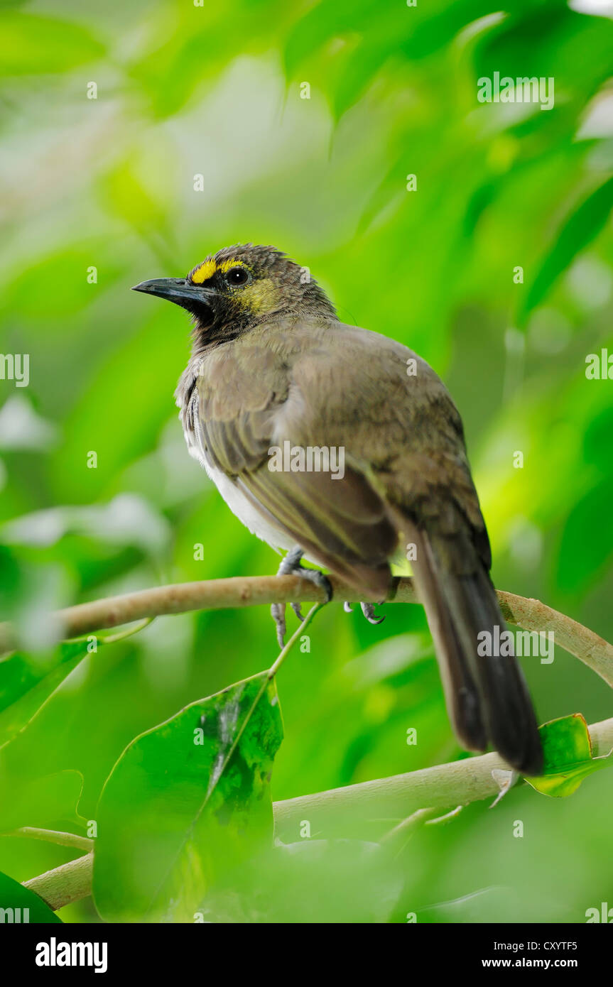 Pycnonotus bimaculatus hi-res stock photography and images - Alamy