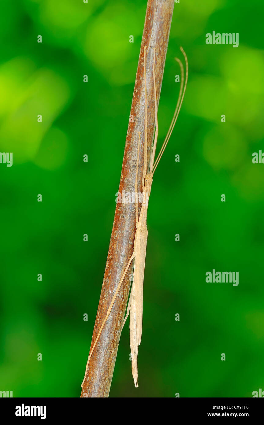 Pink winged stick insect (Sipyloidea Sipylus), found in Southeast Asia ...