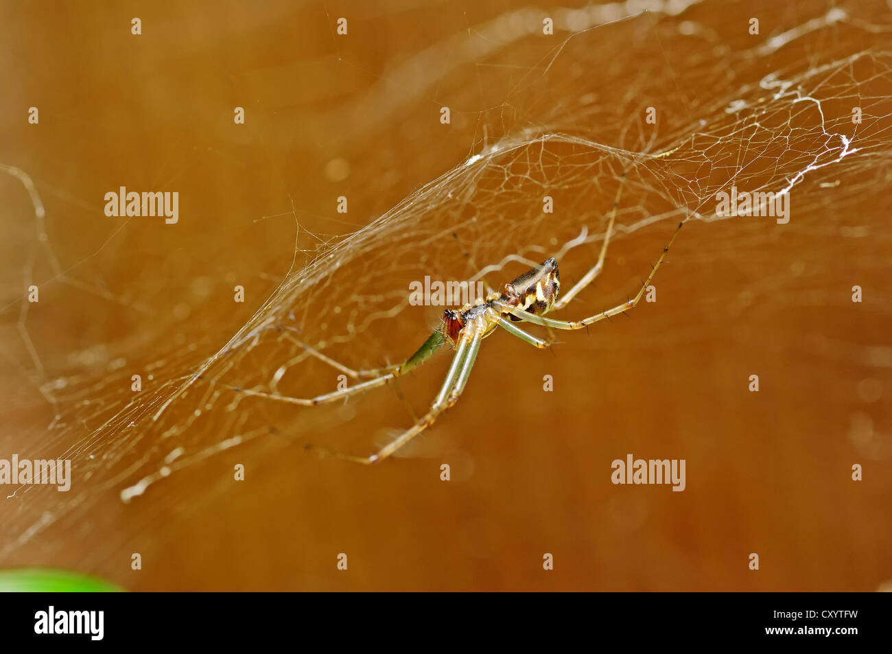 Common hammock-weaver (Linyphia triangularis), sitting on cobweb, North ...